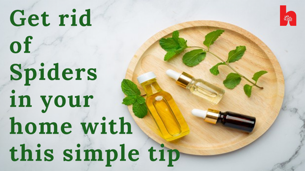 Do this and get rid of Spiders forever | Healthyly | Home Health Blog