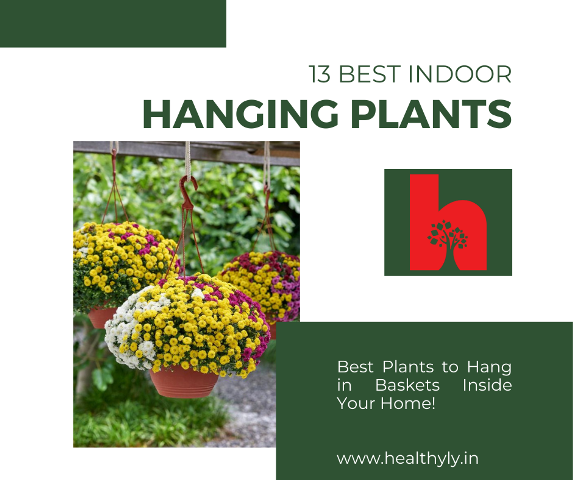 13 Best Indoor Plants to Hang in Baskets In Your Home | Healthyly